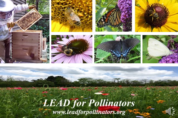 Contact Us Today - Lead For Pollinators