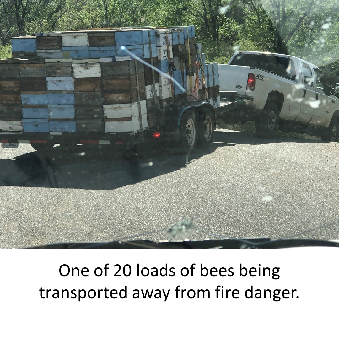 Bees & Wildfires - Lead For Pollinators
