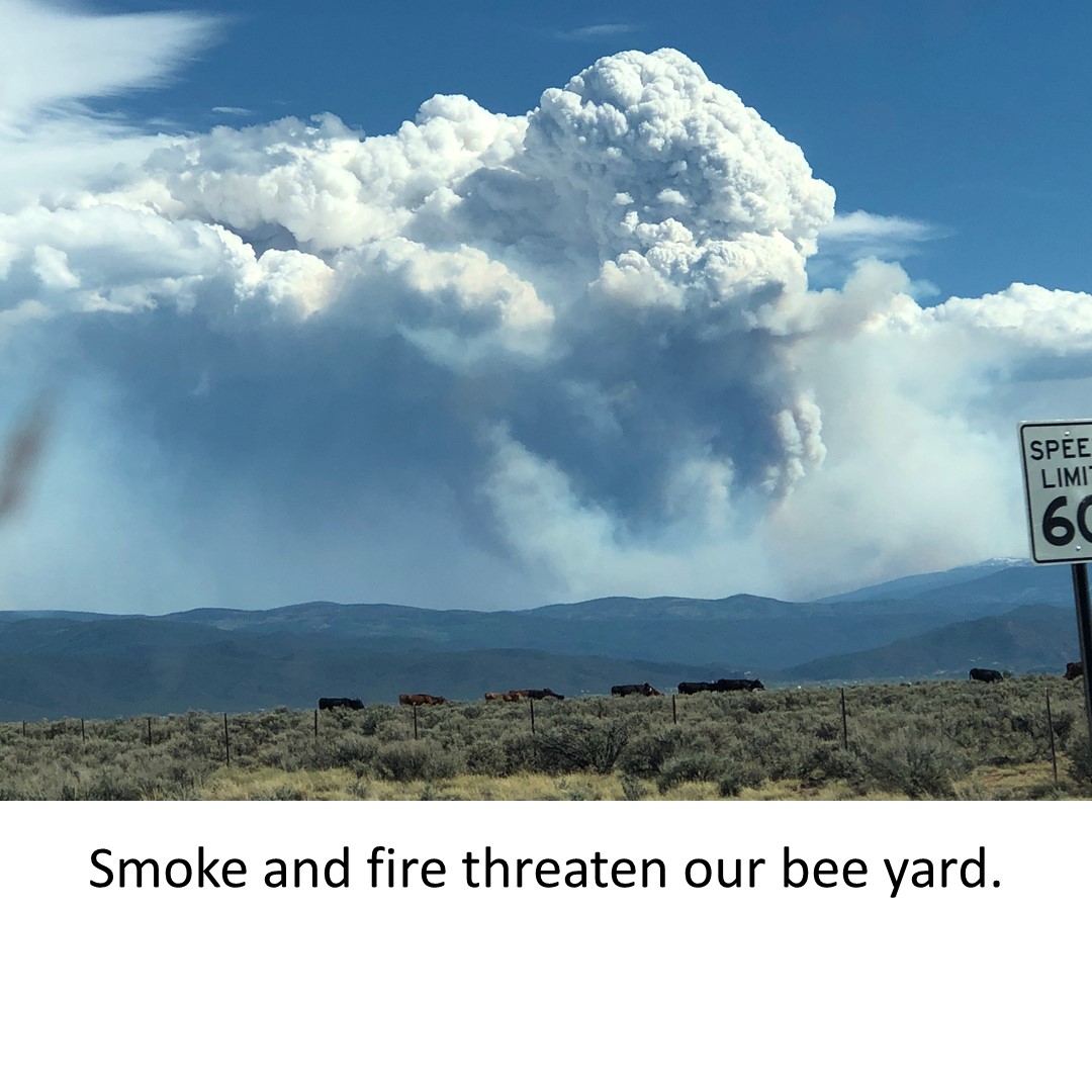 Bees & Wildfires - Lead For Pollinators